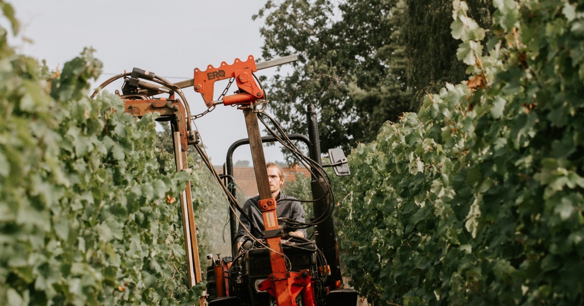 Jobs & Formation organic winery in Germany